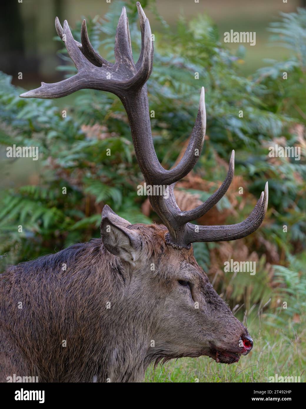 Large red deer stag with a bloody nose during the autumn rut in Bushy ...