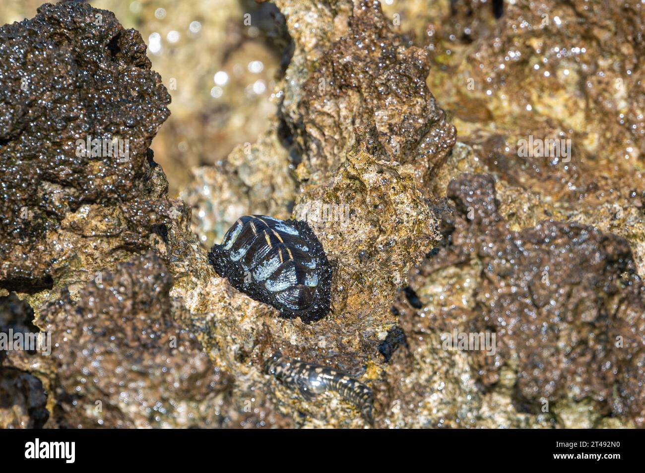 Rockskipper also known as combtooth blenny, resting on rocks on Ilot ...