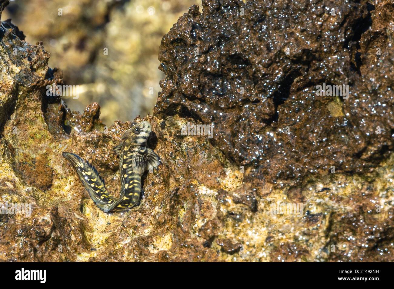 Rockskipper also known as combtooth blenny, resting on rocks on Ilot ...