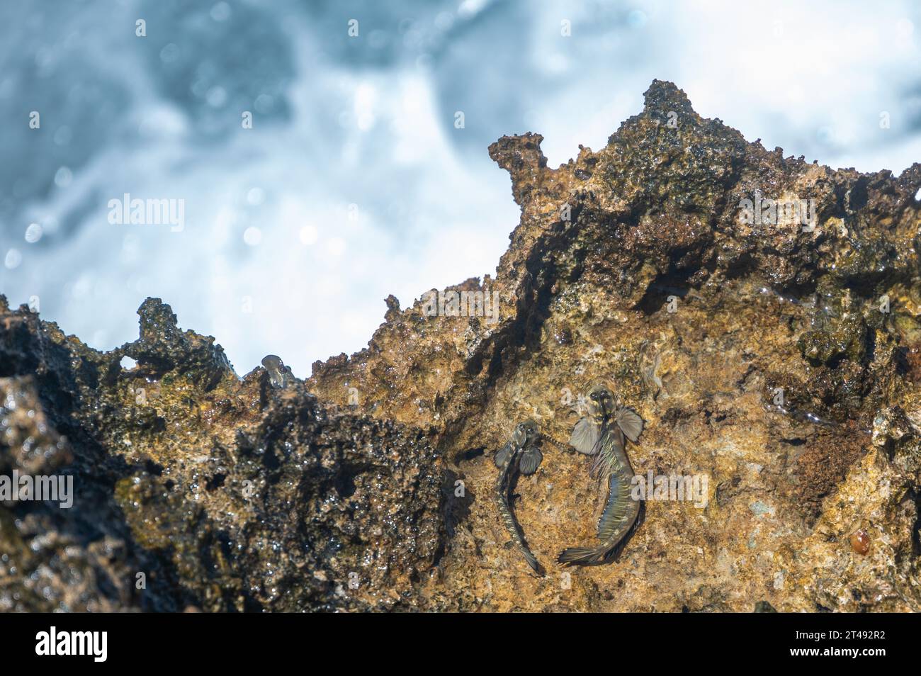 Rockskipper also known as combtooth blenny, resting on rocks on Ilot ...