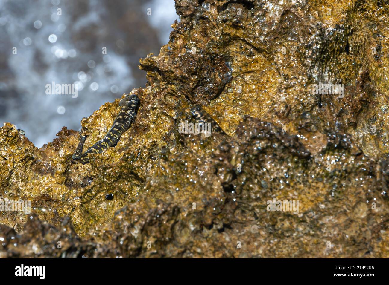 Rockskipper also known as combtooth blenny, resting on rocks on Ilot ...