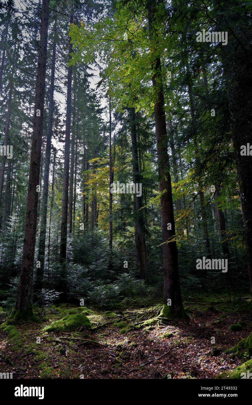 Autumn forest with setting sun shining through leaves and branches ...