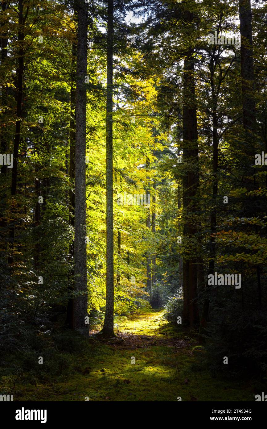 Autumn forest with setting sun shining through leaves and branches ...