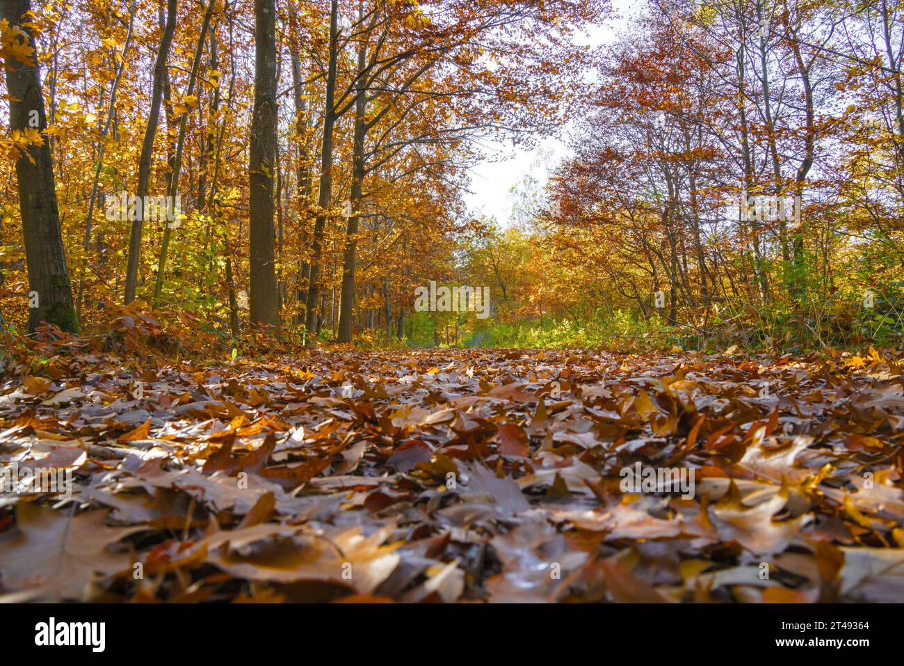 Autumn forest with setting sun shining through leaves and branches ...