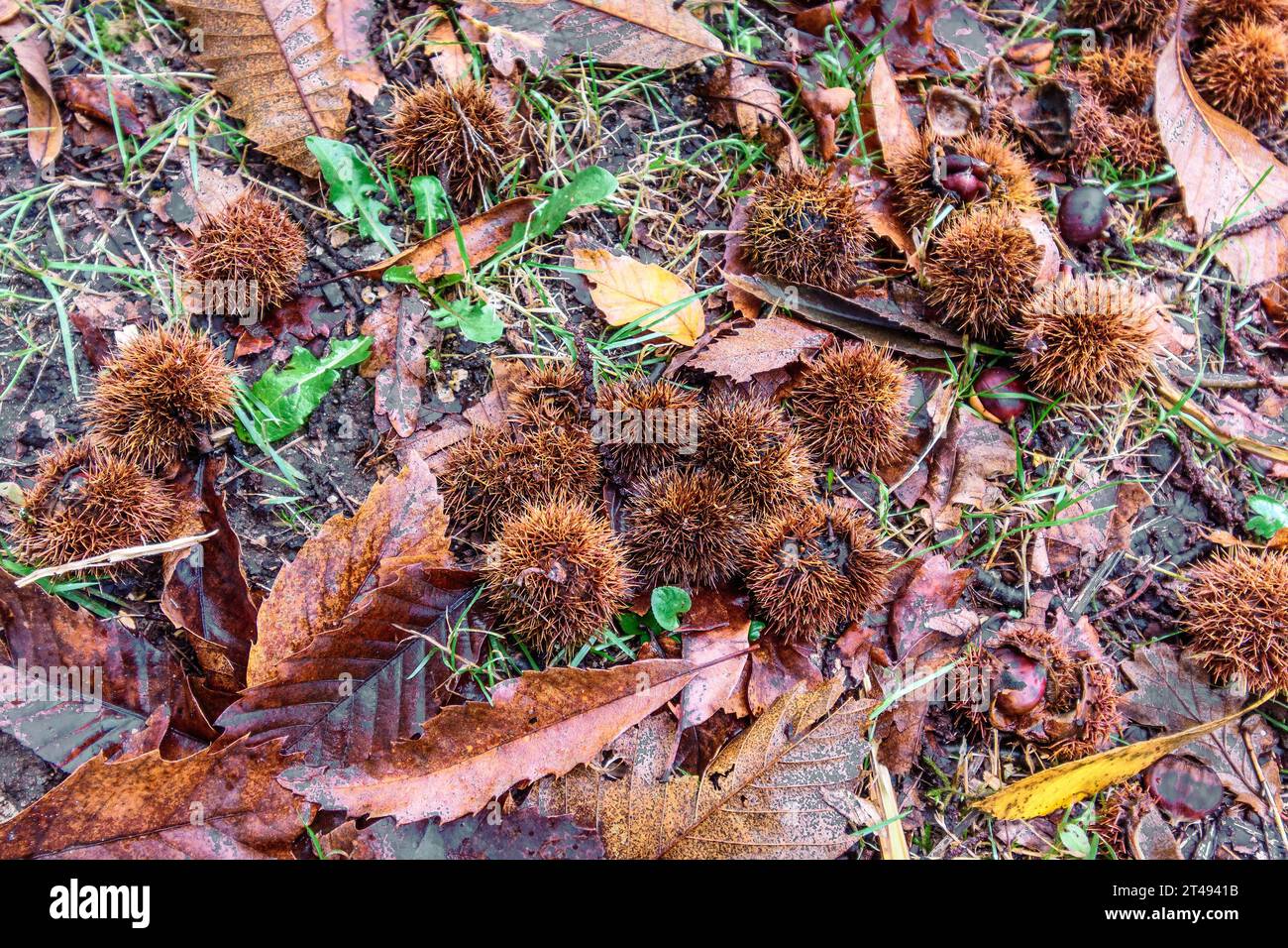 American chestnut tree hi-res stock photography and images - Alamy