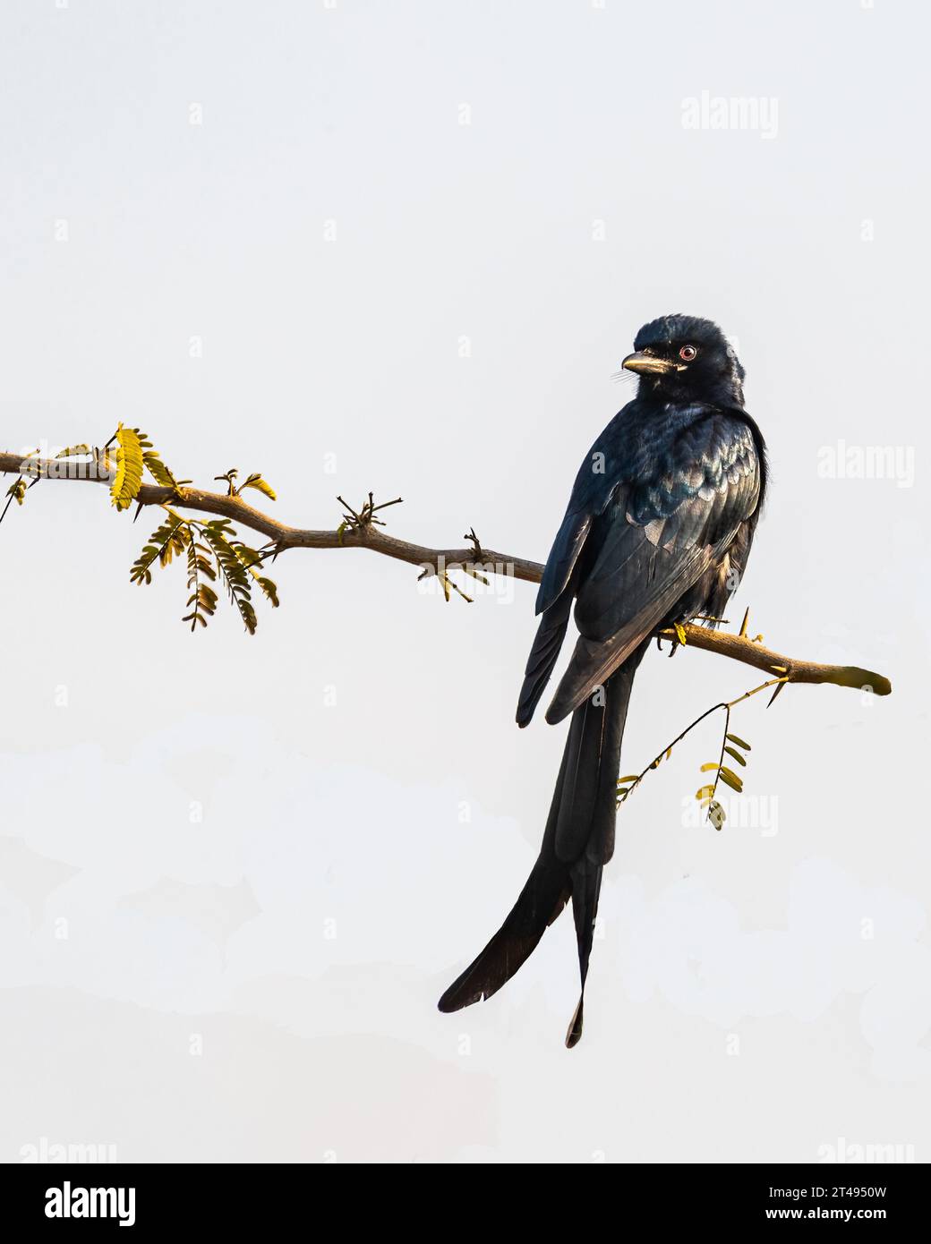 A Drango looking back from bush tree Stock Photo - Alamy