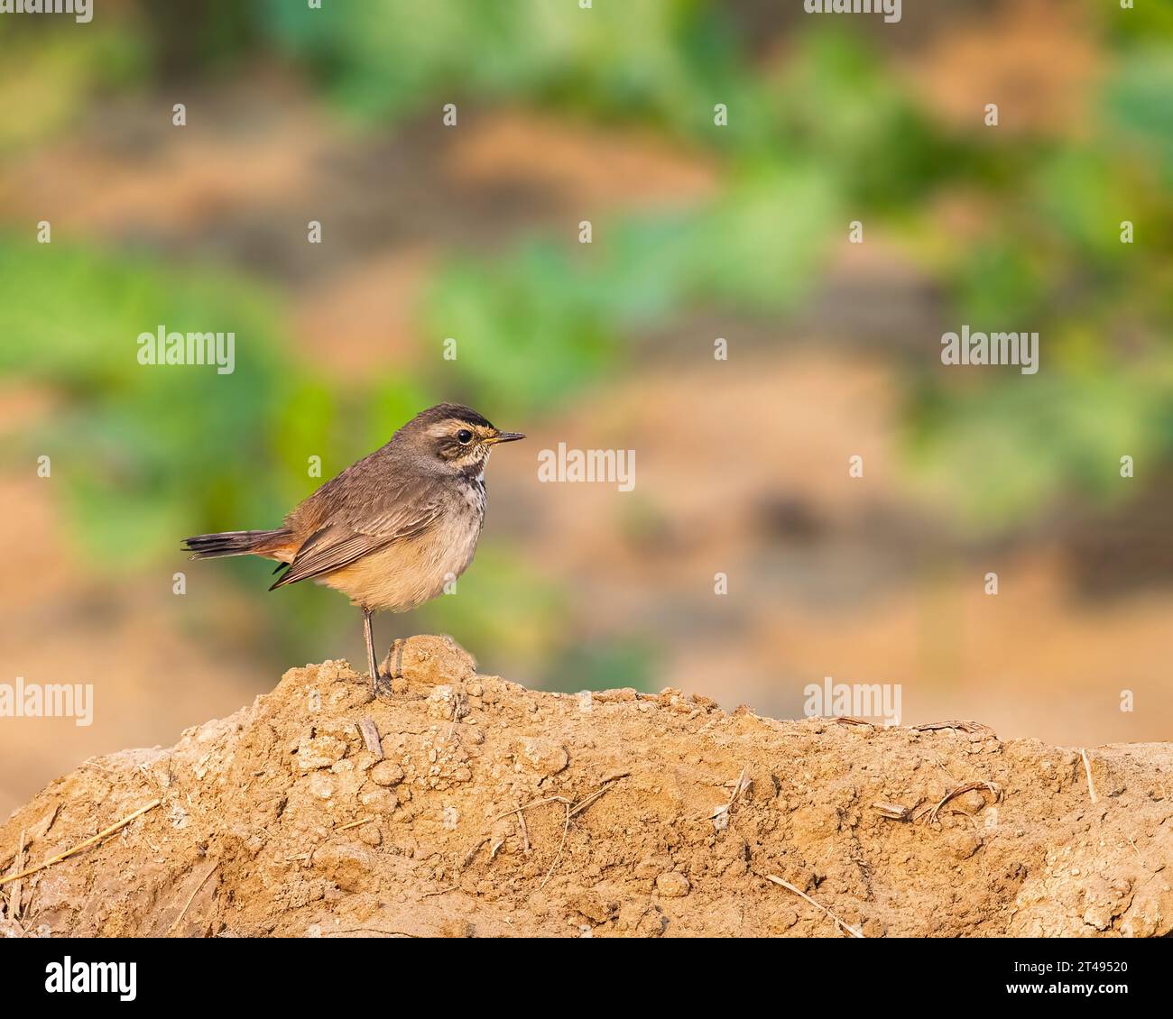 A blue throat sitting on sand doom Stock Photo - Alamy