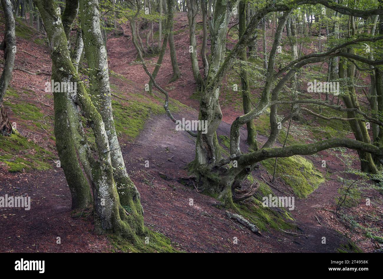 Beautiful forest at the Rebild Bakker area in Jutland, Denmark Stock ...