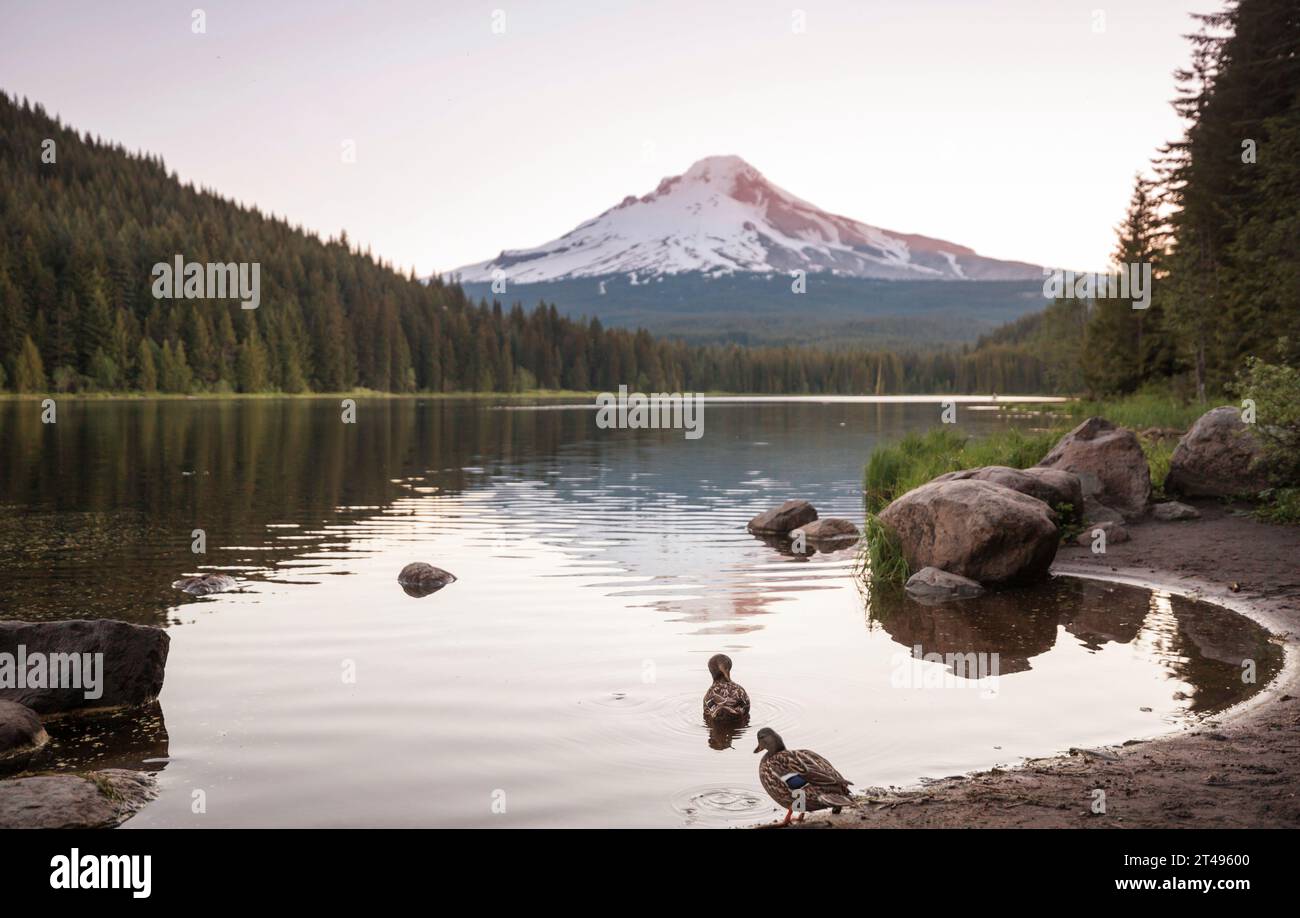 Mount. Hood reflection in Trillium lake, Oregon, USA. Beautiful natural ...