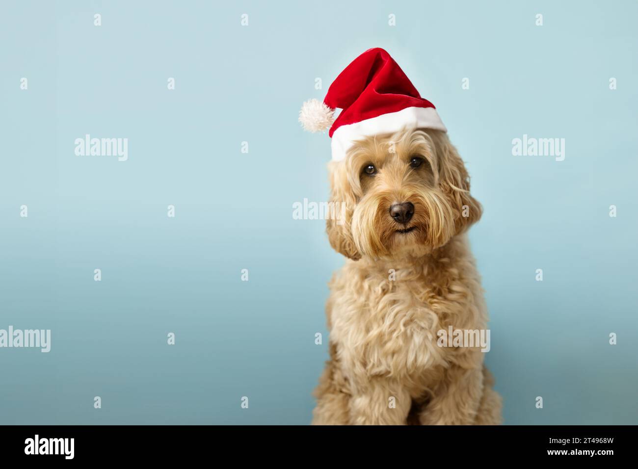 Cute dog wearing a santa hat for Christmas Stock Photo - Alamy