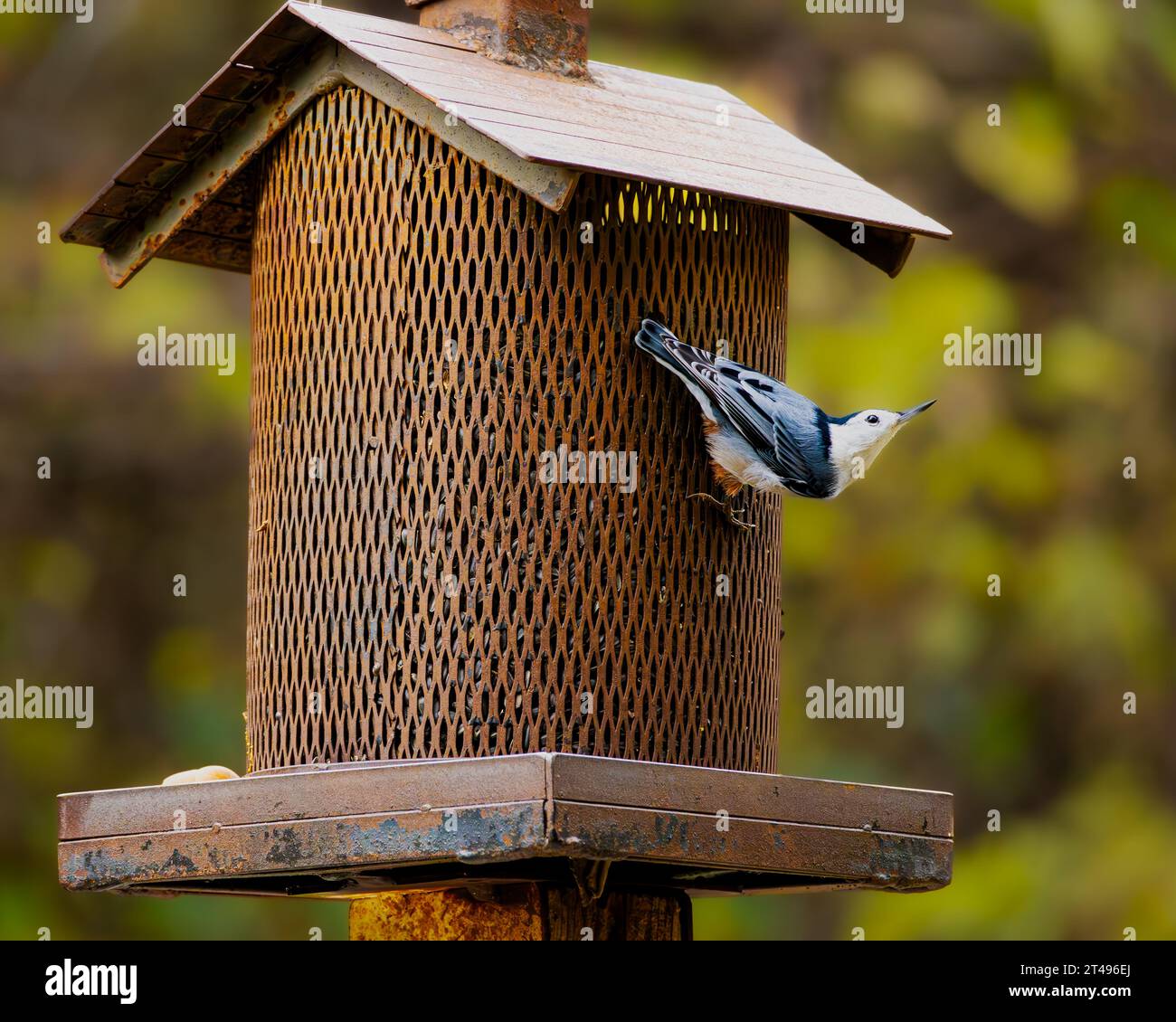 Bird on bird feeder Stock Photo - Alamy