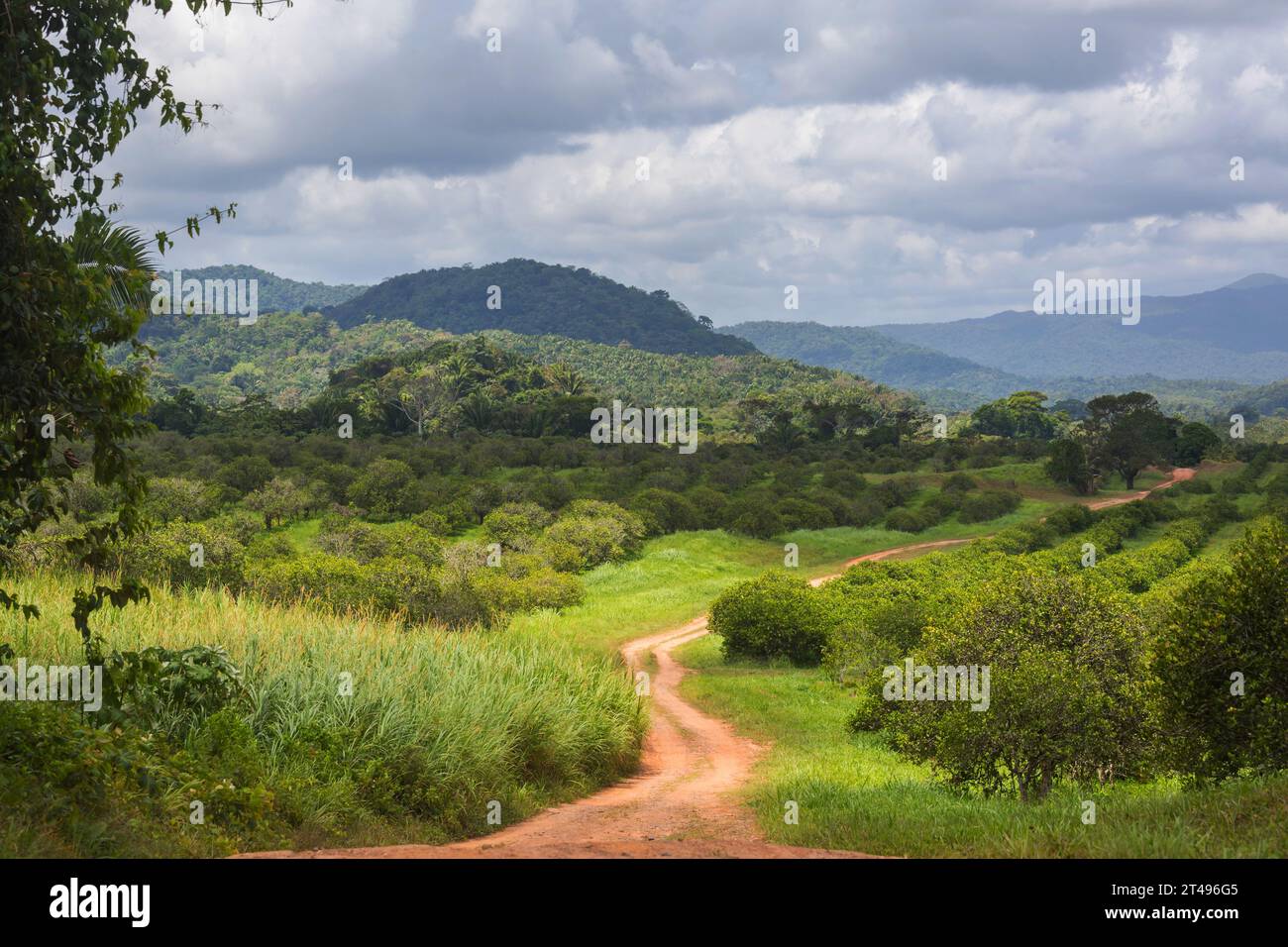 Dirt rural road in Belize Stock Photo - Alamy