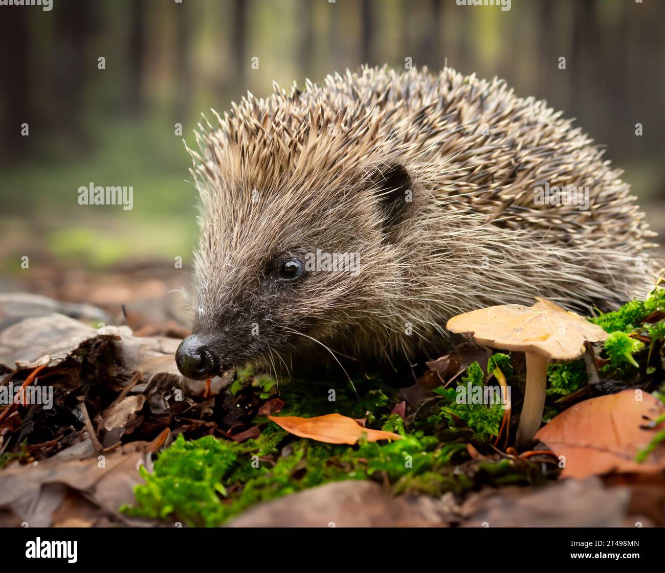 Wild, native hedgehog foraging in hedgehog friendly garden. Taken ...