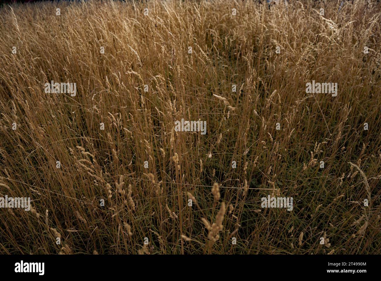 From above dried grass hi-res stock photography and images - Alamy