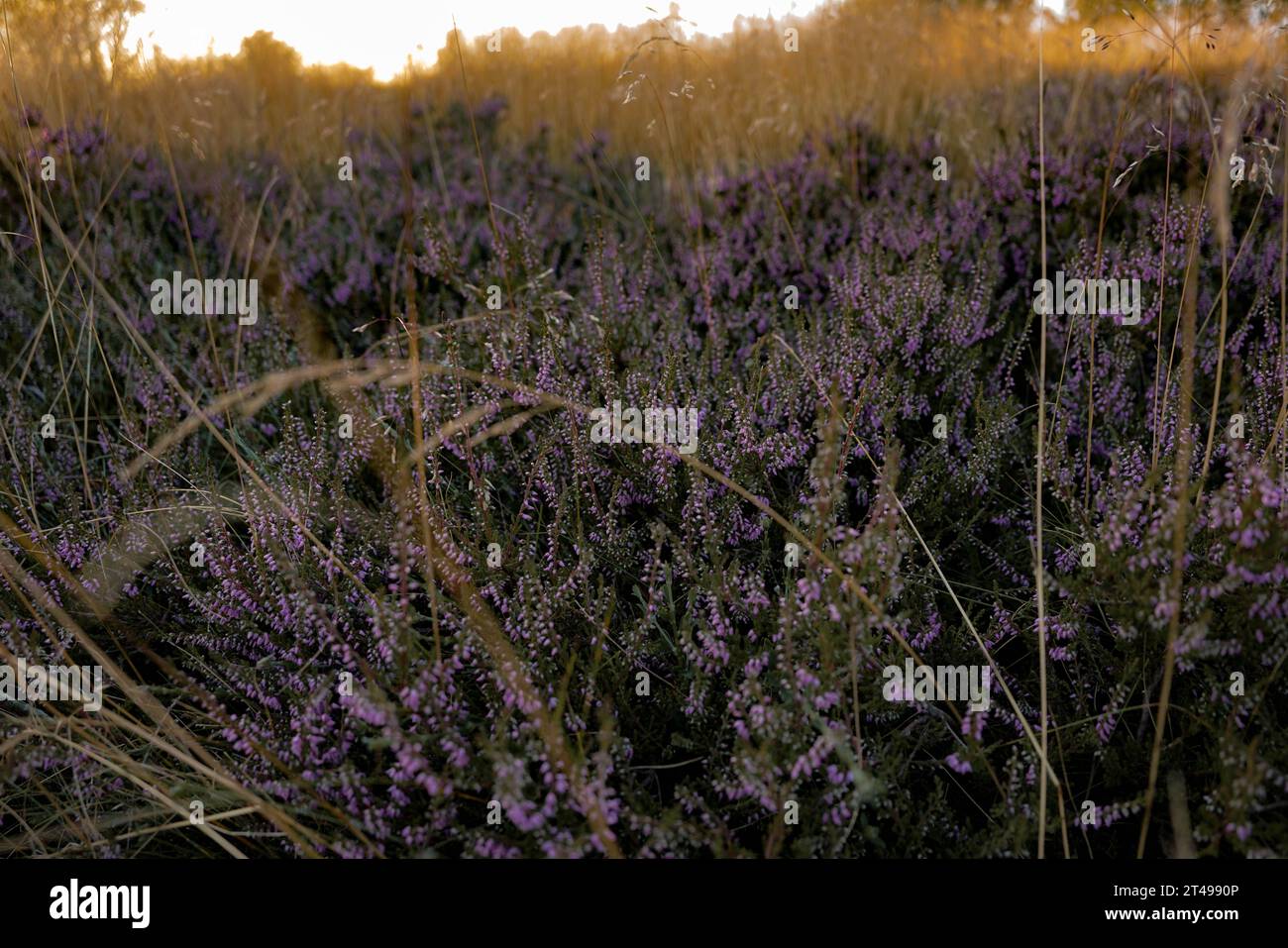 Golden dried flowers hi-res stock photography and images - Alamy