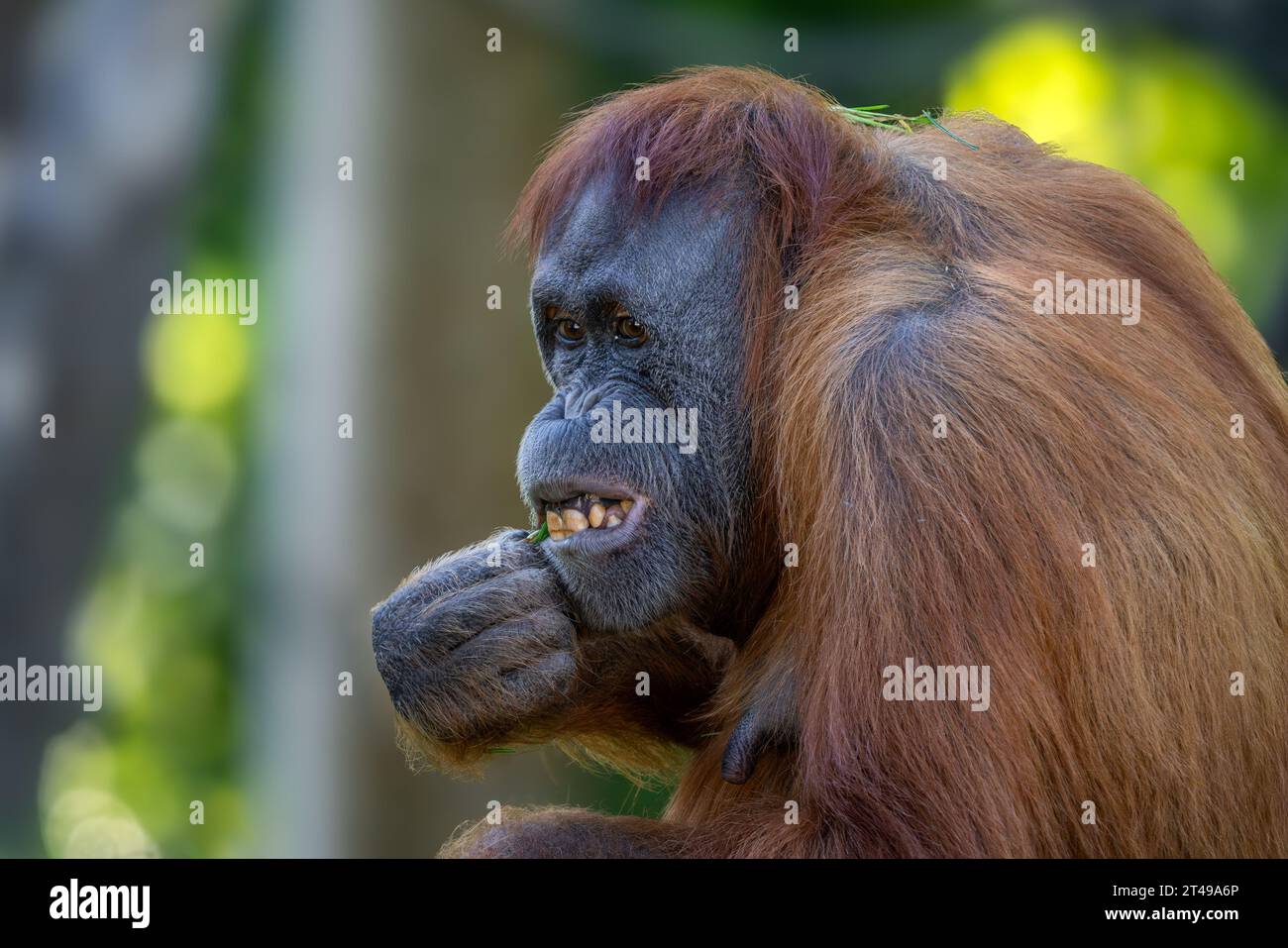 Sumatran Orang-utan - Pongo abelii, hominid primate from Sumatran ...