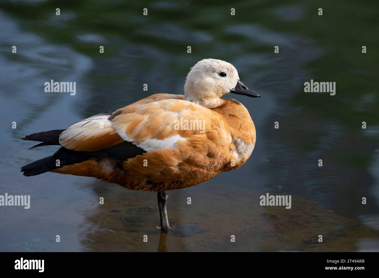 Wandering jenny hi-res stock photography and images - Alamy