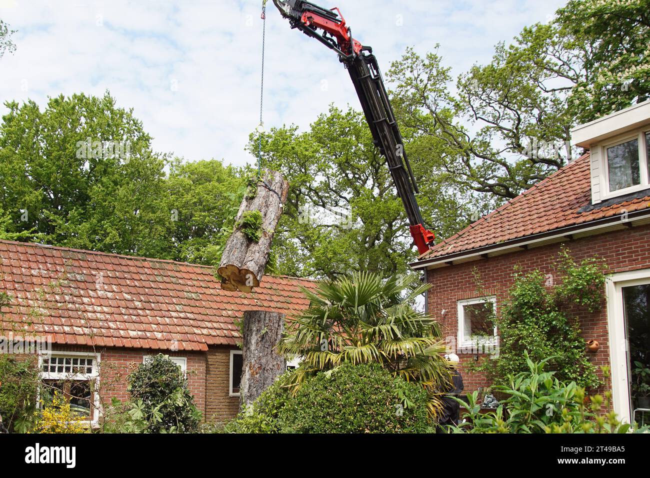 Sawn-off part of the trunk is lifted with a crane. Sick horse-chestnut ...