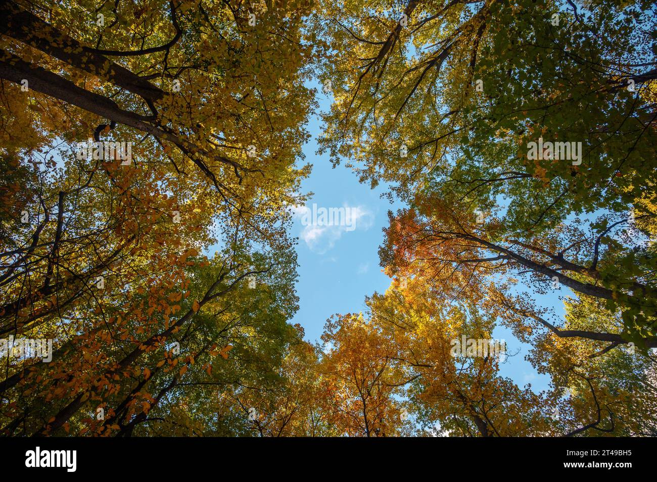 Looking up through trees hi-res stock photography and images - Alamy