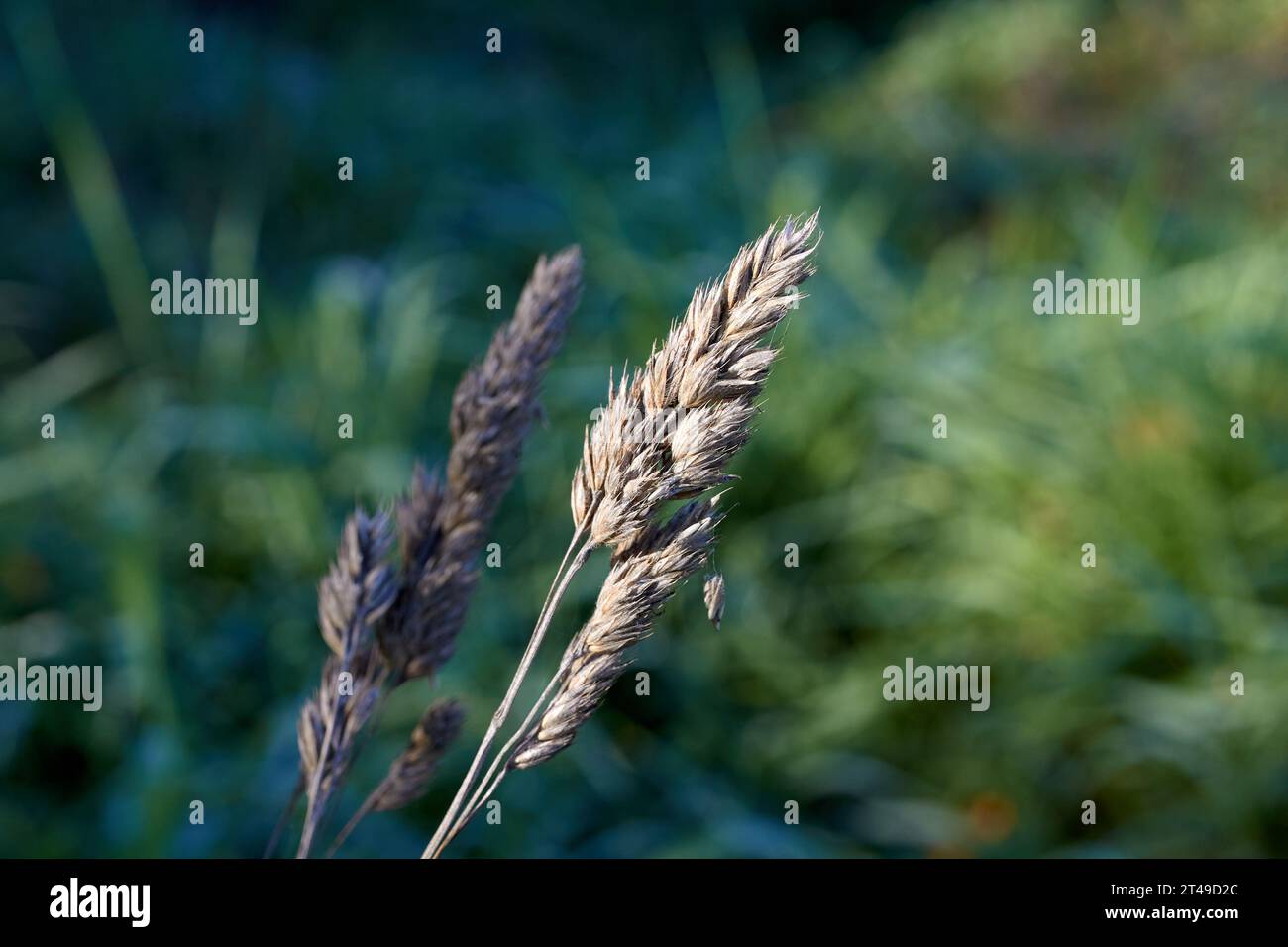 Brown grass hi-res stock photography and images - Alamy