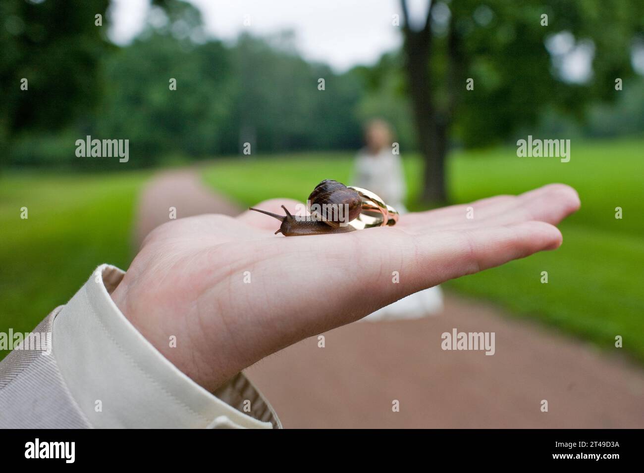 An elegant shot of a snail and gold rings on the groom's hand, set ...