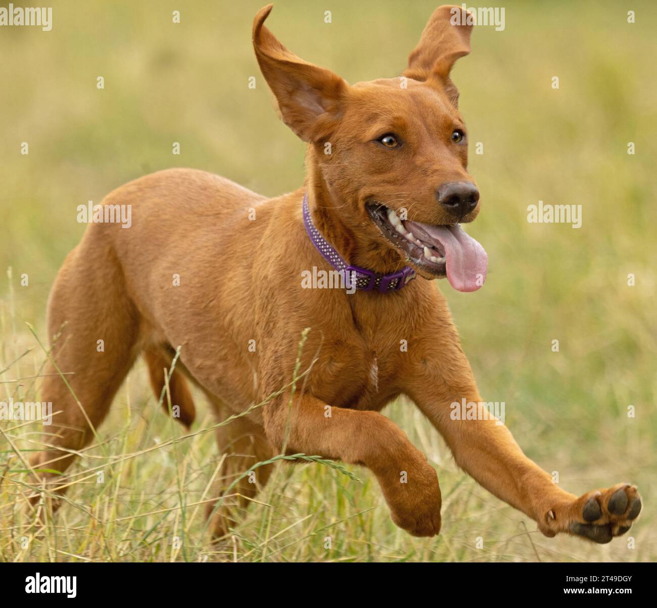 Leaping fox hi-res stock photography and images - Alamy