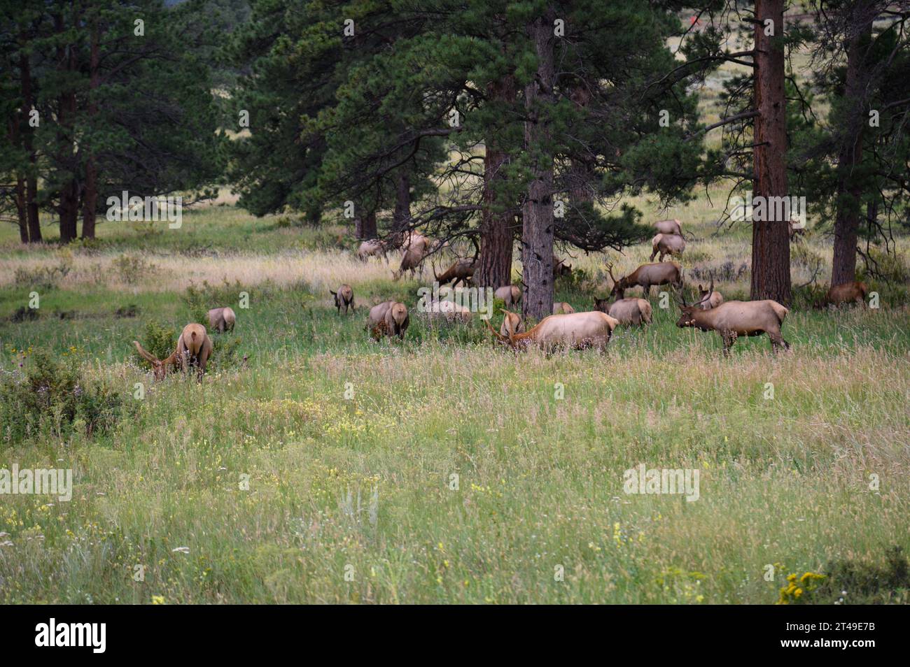 A herd of elk grazing in Rocky Mountain National Park, Colorado Stock ...