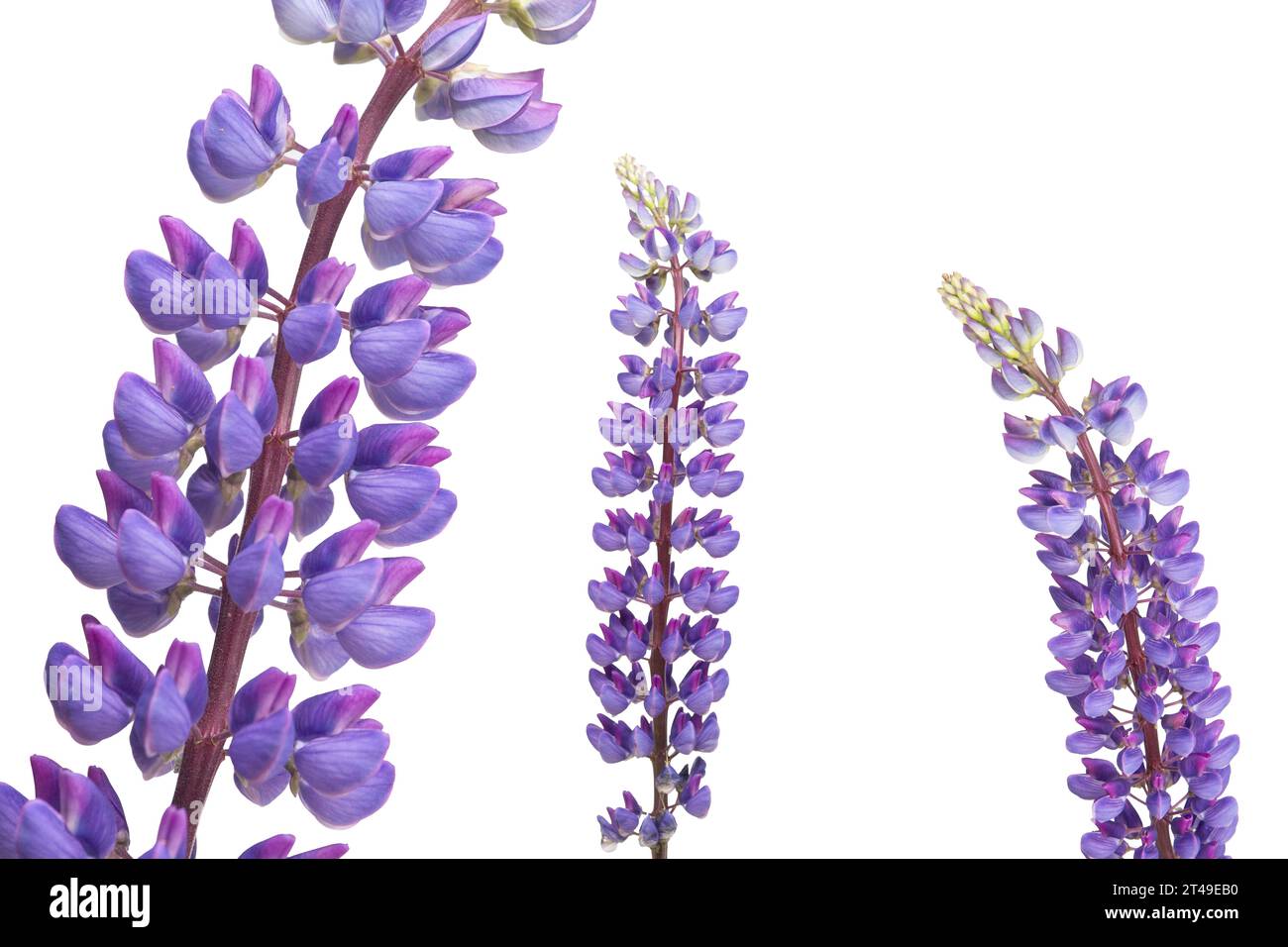 Lupinus polyphyllus lupin stem purple hi-res stock photography and ...