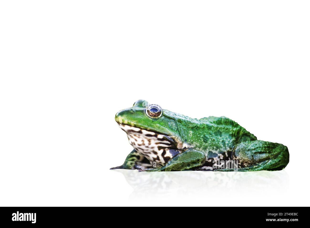 frog isolated on white background Stock Photo - Alamy