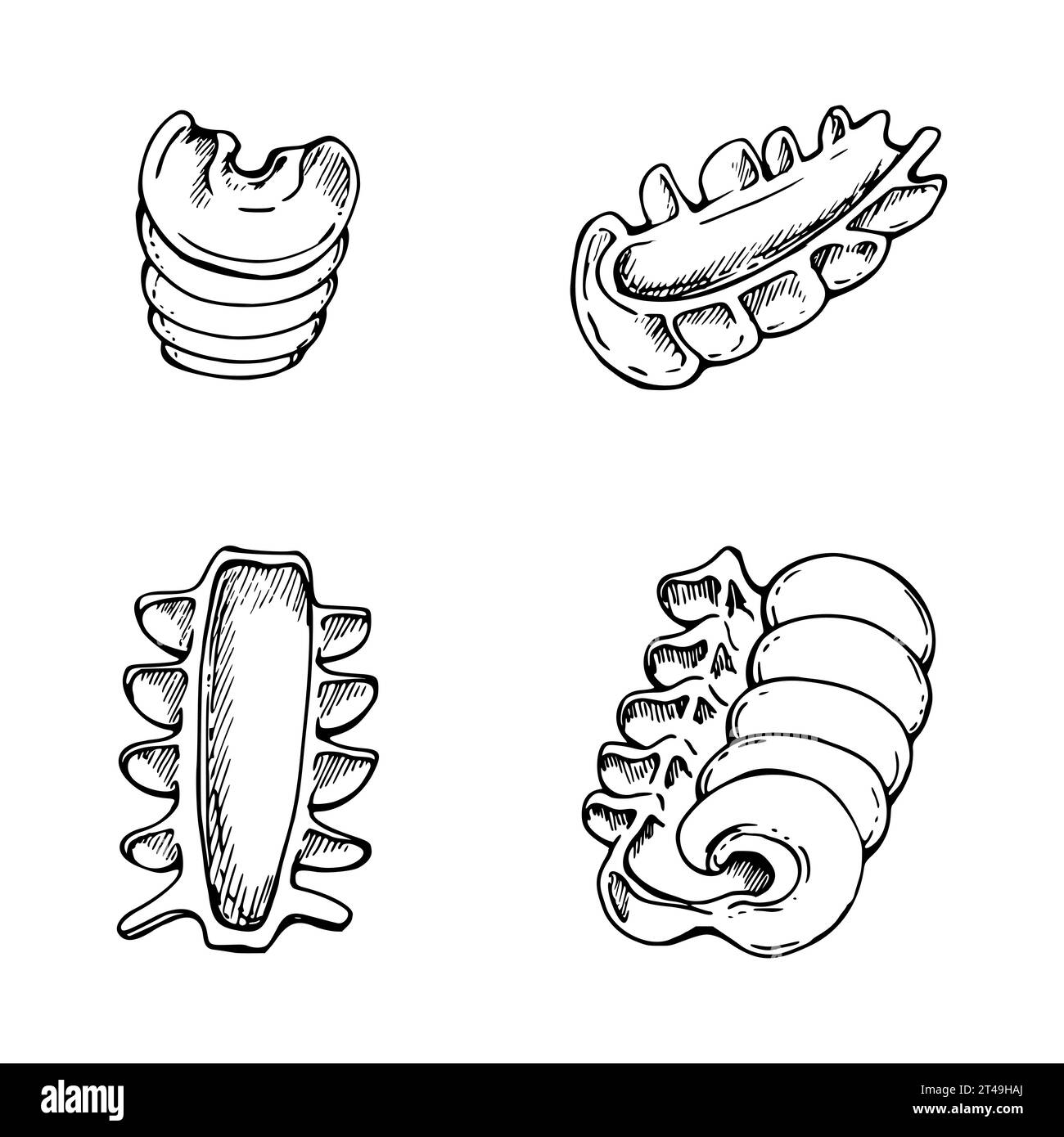 Hand drawn vector ink illustration. Types of pasta Italian cuisine ...