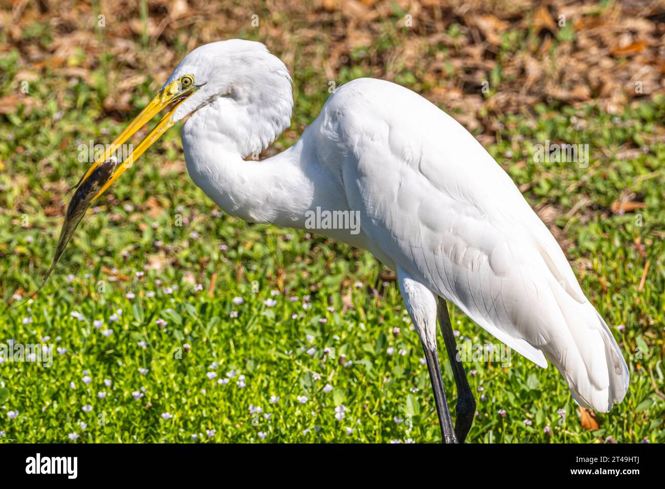 Great egret () holding the fish it just caught in a pond at Amelia ...