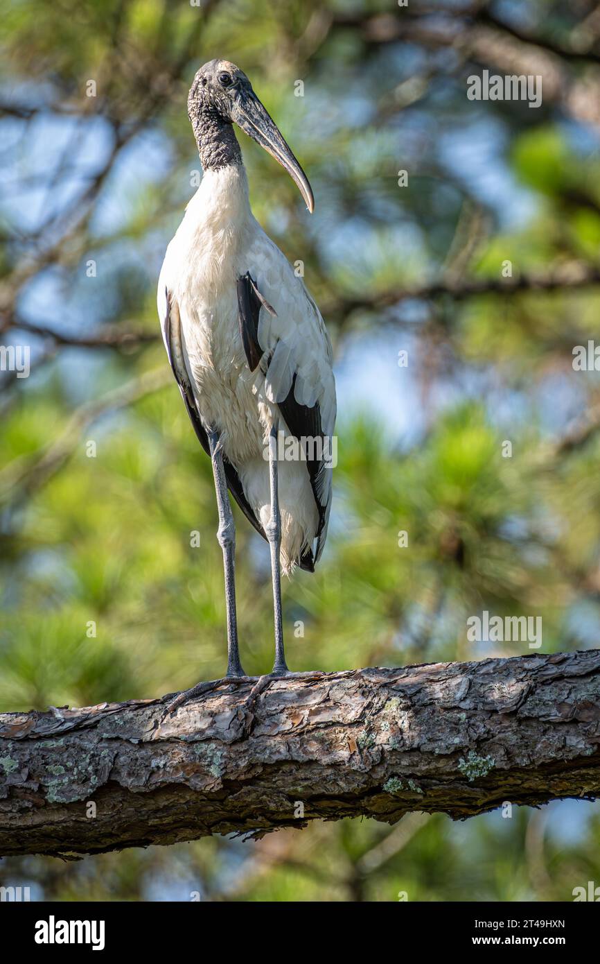 Wood stork (Mycteria americana) perched on a tree limb at Amelia Island ...
