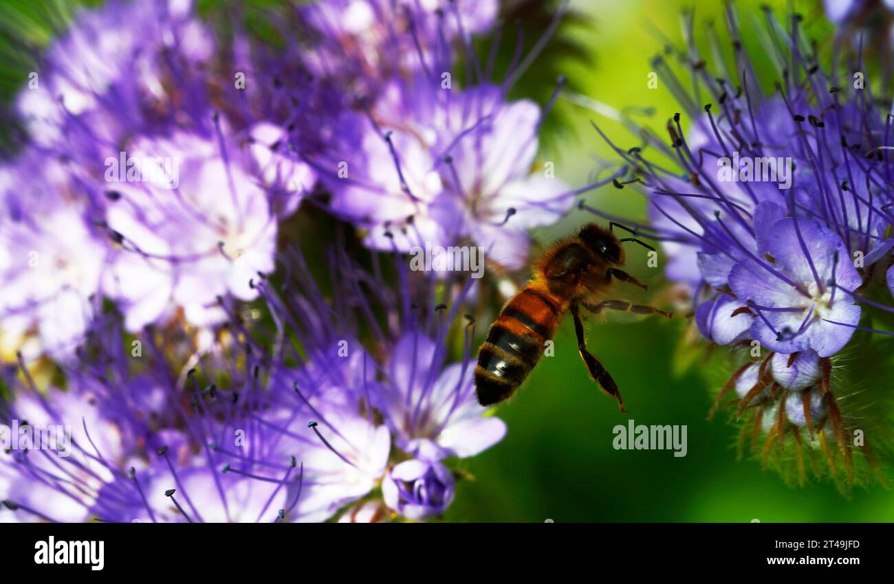Honey bee in flight (Apis mellifera) collecting pollen and nectar from ...