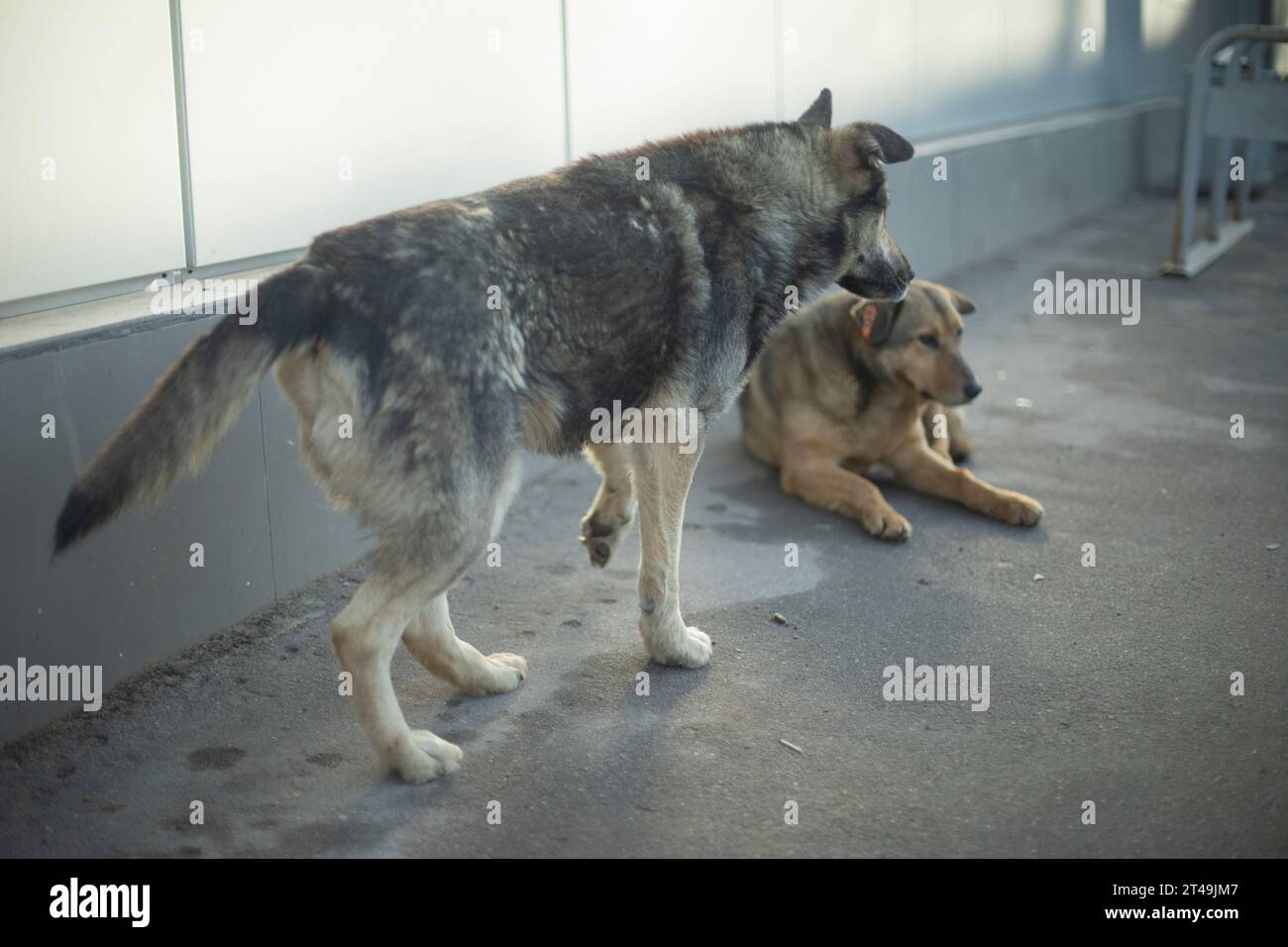 Stray dogs on street. Animals in city. Dogs without home lying on ...