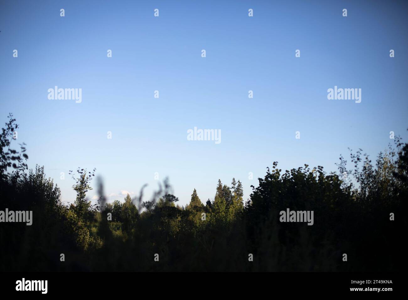 Summer landscape. Forest and blue sky. Shadow on edge of forest ...