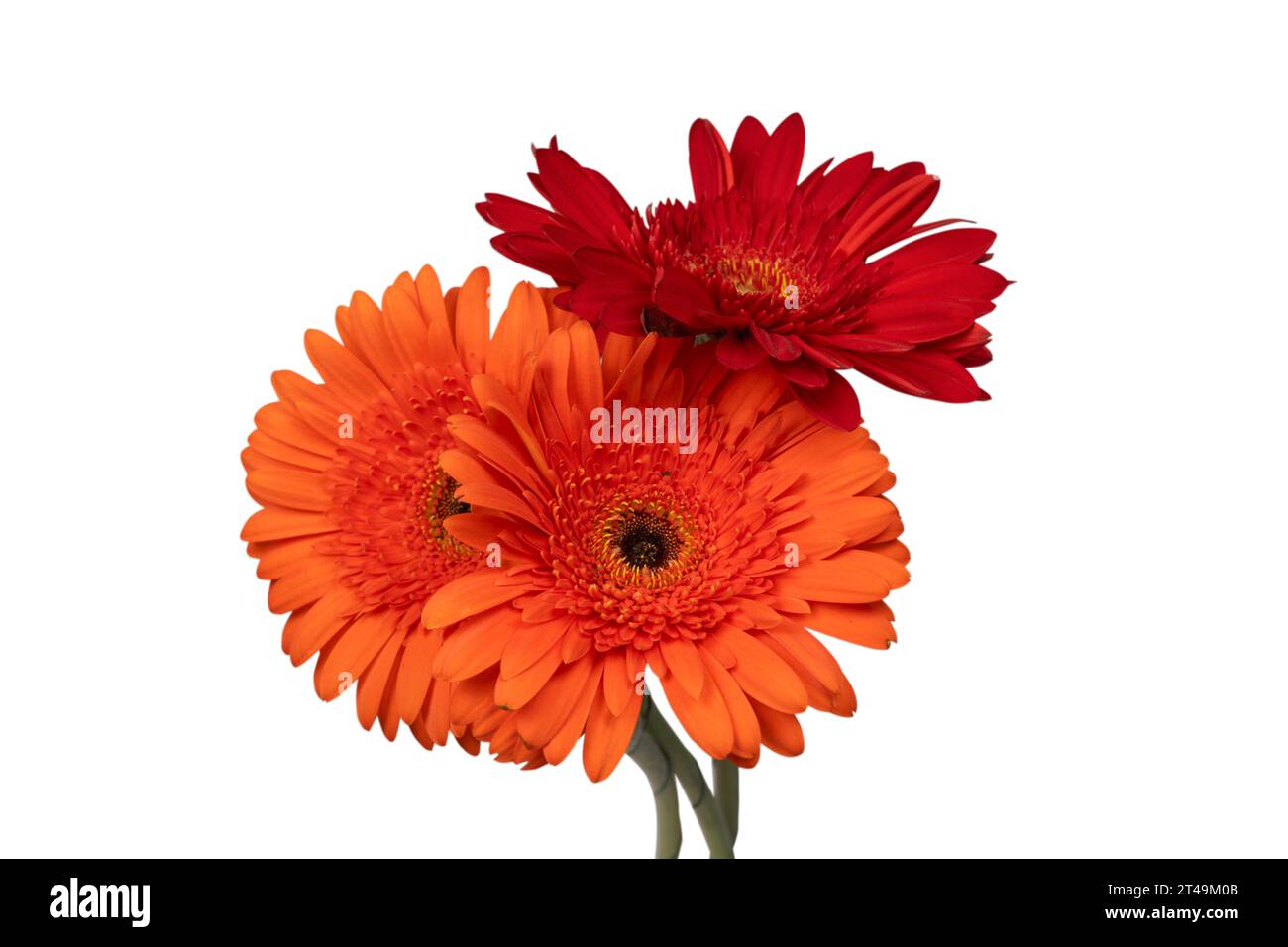 Red gerbera daisy flower isolated on a white background Stock Photo - Alamy