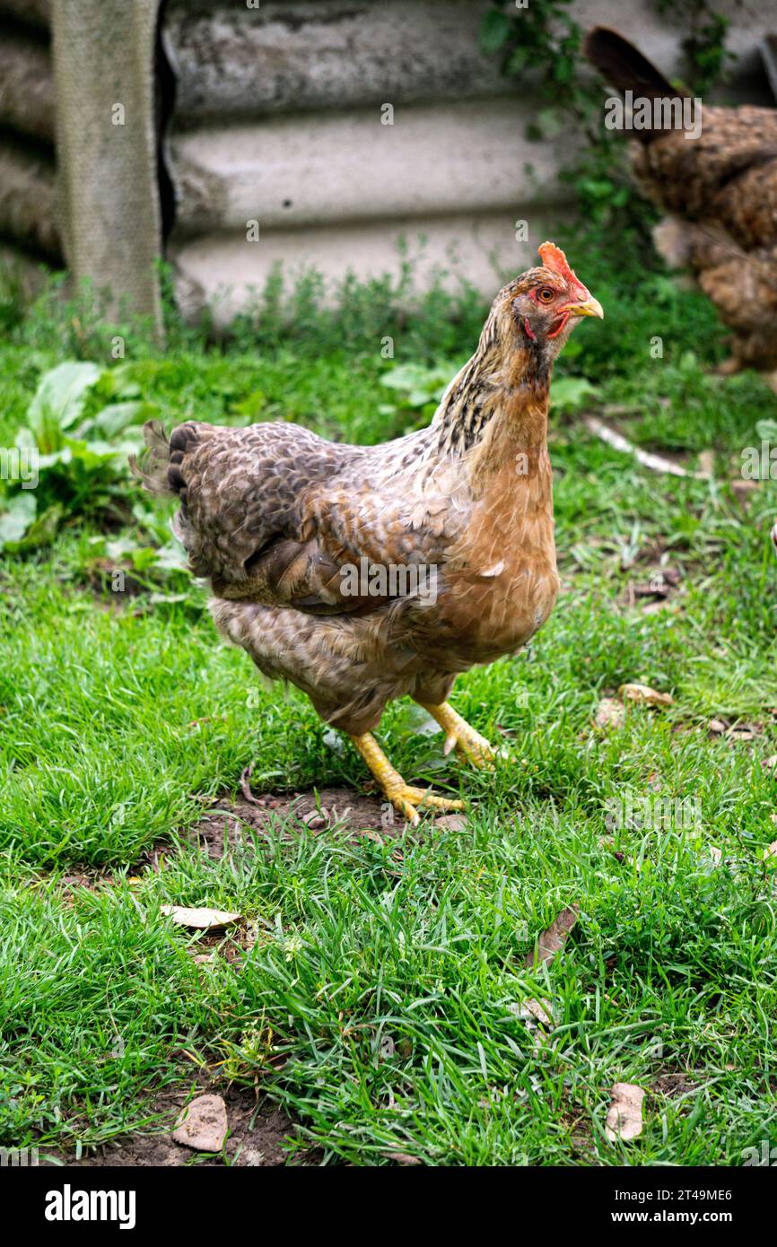 Beautiful purebred chicken with a tuft Stock Photo - Alamy