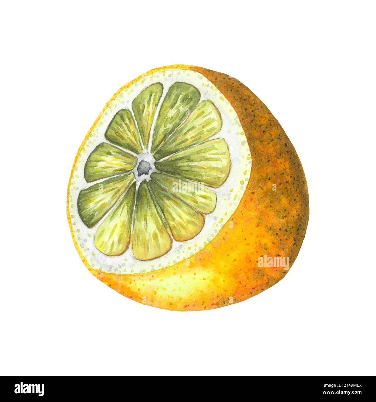 Rotten cut lemon. Hand drawn watercolor illustration of putrid tropic ...