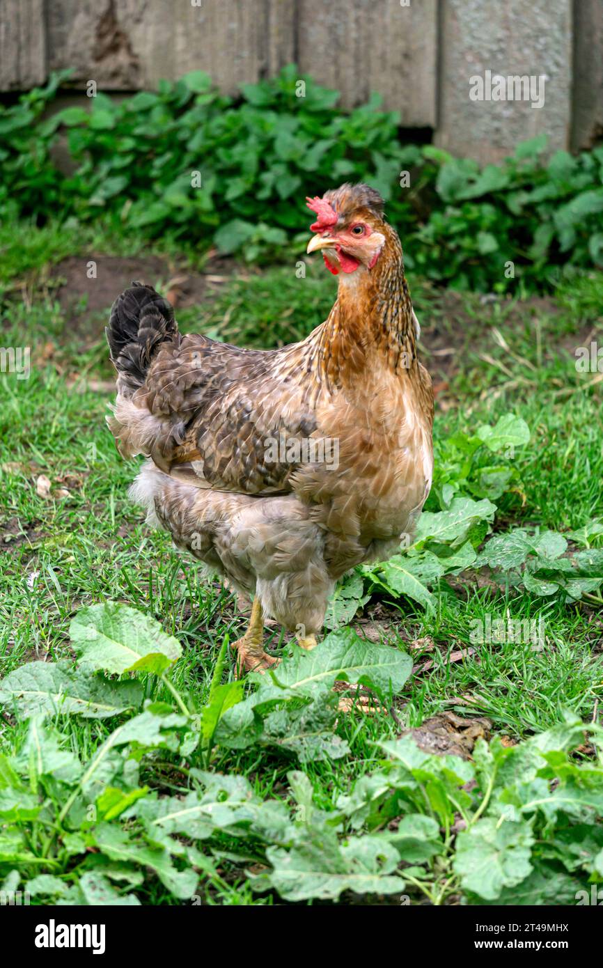 Beautiful purebred chicken with a tuft Stock Photo - Alamy
