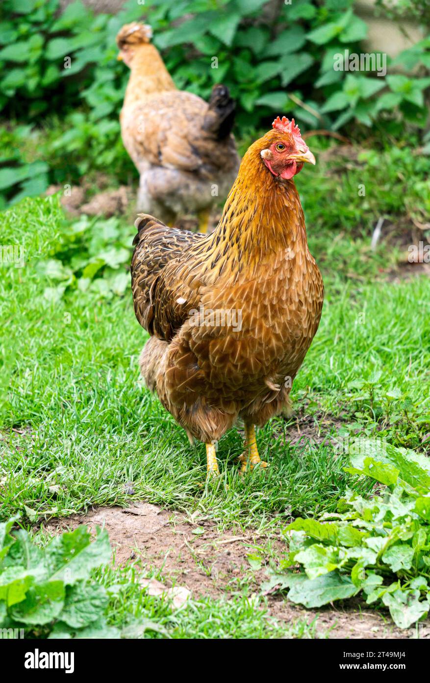 Beautiful purebred chicken with a tuft Stock Photo - Alamy