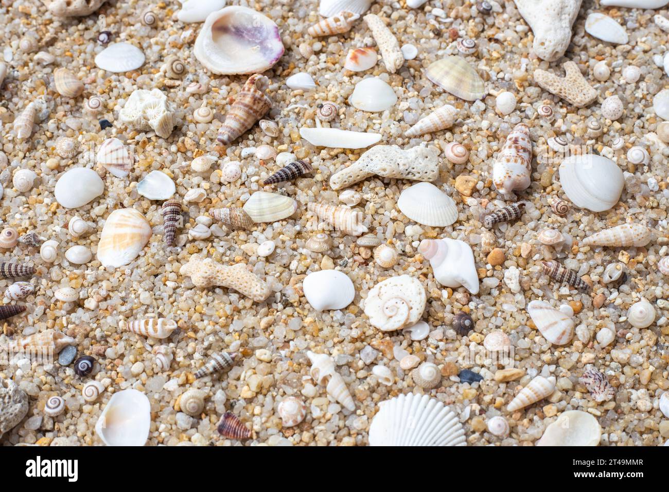 sea background. Shells and corals on coarse white sand, top view Stock ...