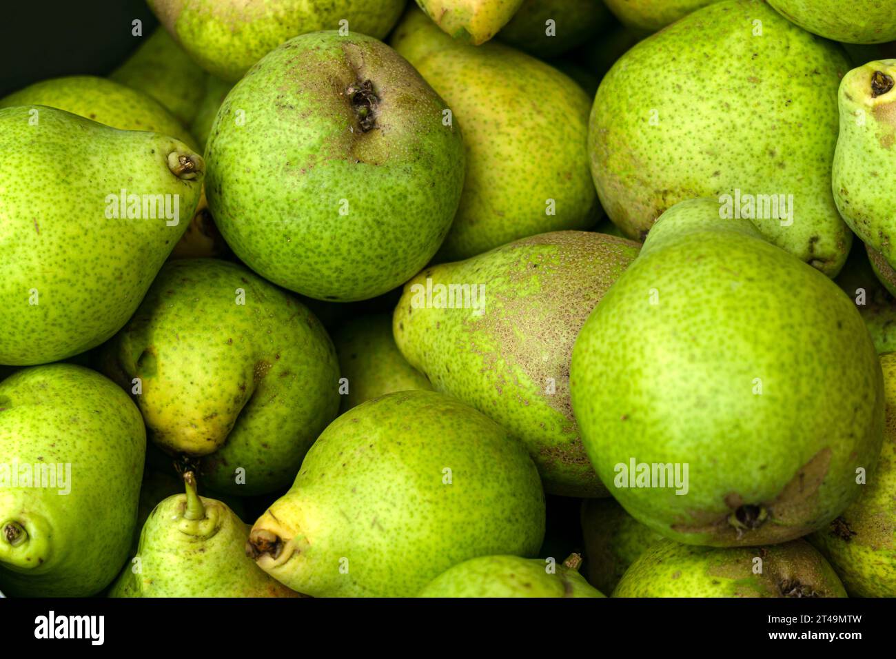 Pear tree in container hi-res stock photography and images - Alamy