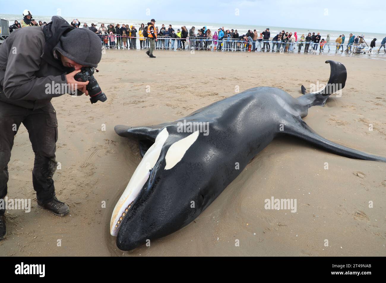 De Panne, Belgium. 29th Oct, 2023. Illustration picture shows the body ...