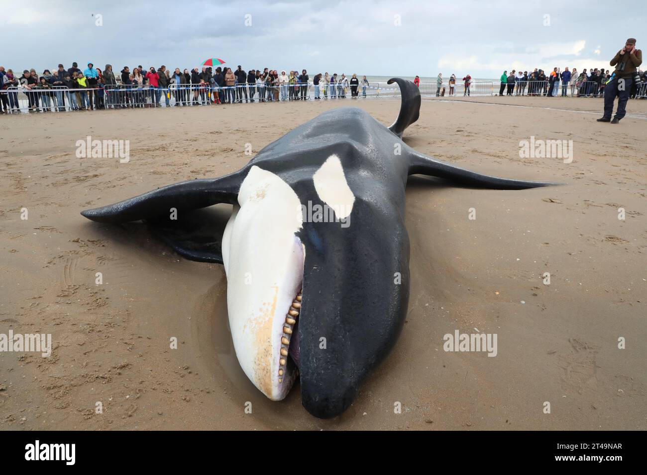 De Panne, Belgium. 29th Oct, 2023. Illustration picture shows the body ...