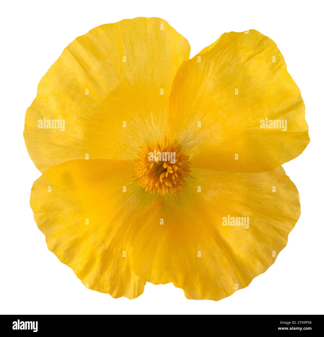 Yellow horned poppy isolated on white background Stock Photo - Alamy