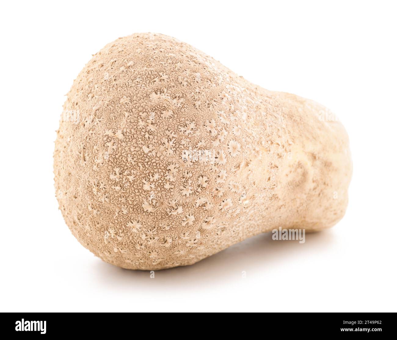 Meadow Puffball mushroom isolated on white background Stock Photo - Alamy