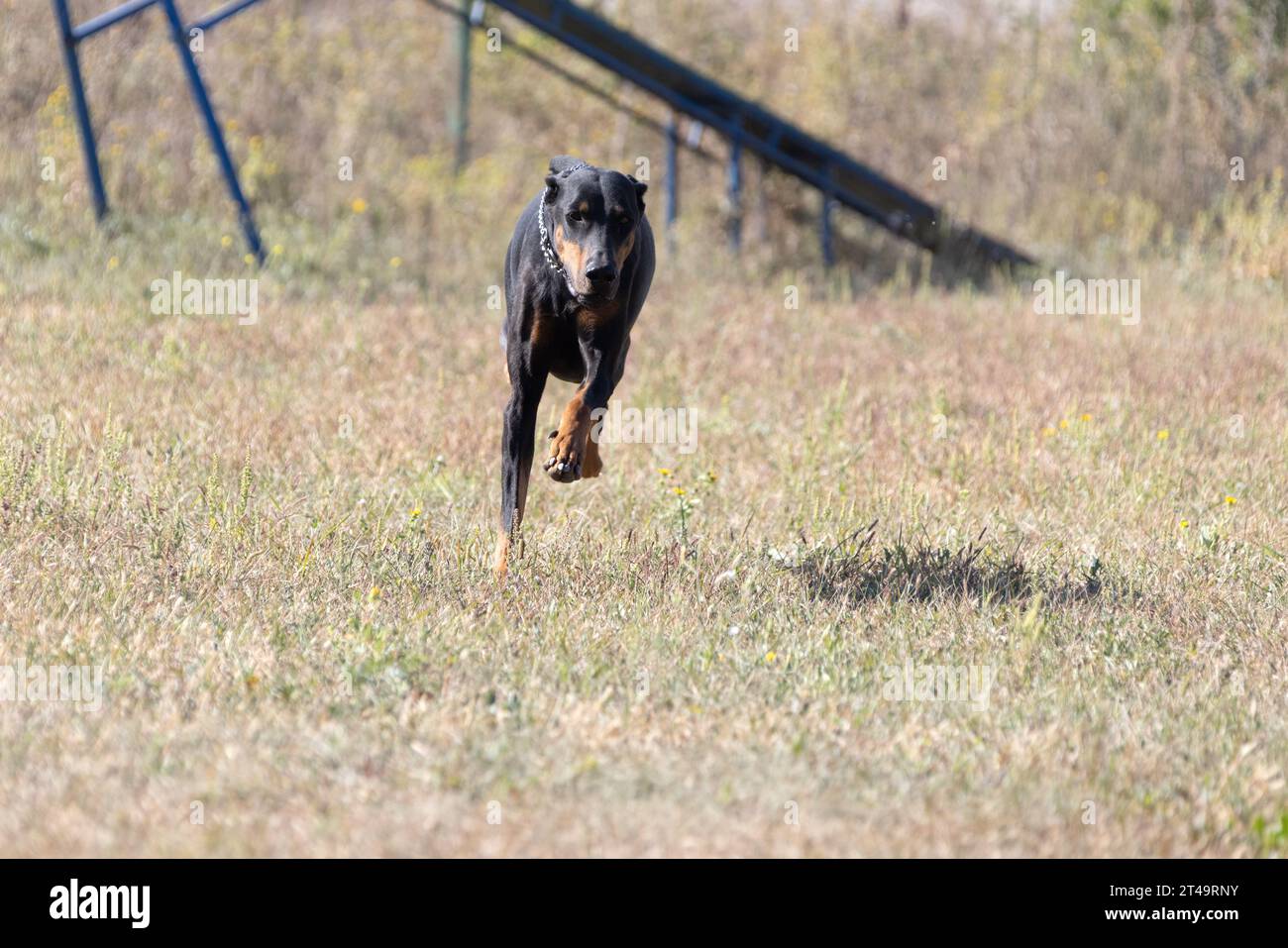Doberman Pinscher outdoors at park. beautiful female dobie outside at ...