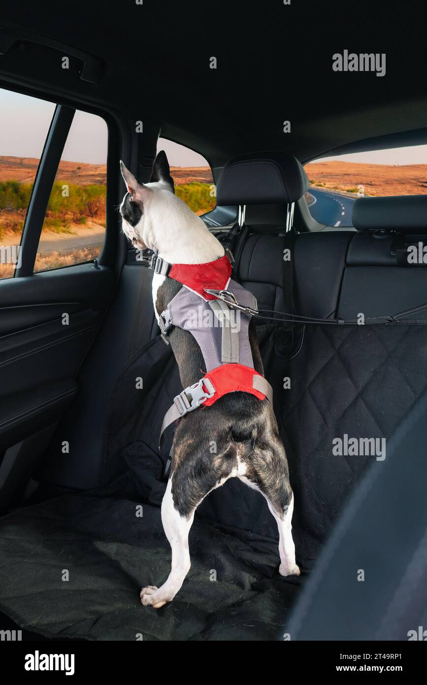 Safety harness on a Boston Terrier dog who is clipped to the rear seat ...
