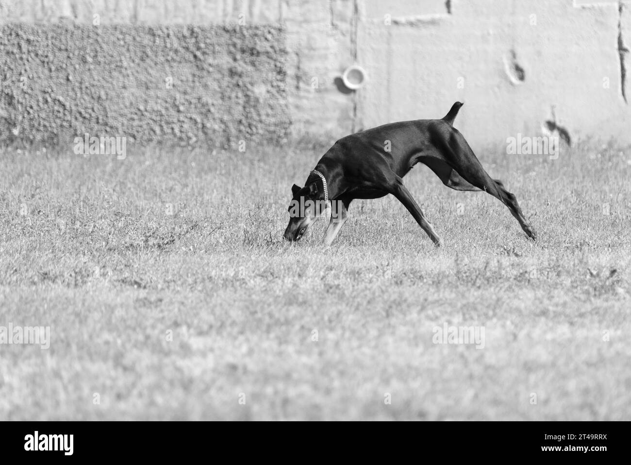Doberman Pinscher outdoors at park. beautiful female dobie outside at ...