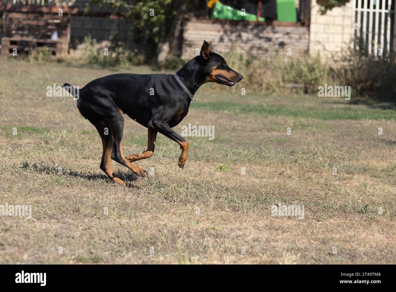 Doberman Pinscher outdoors at park. beautiful female dobie outside at ...